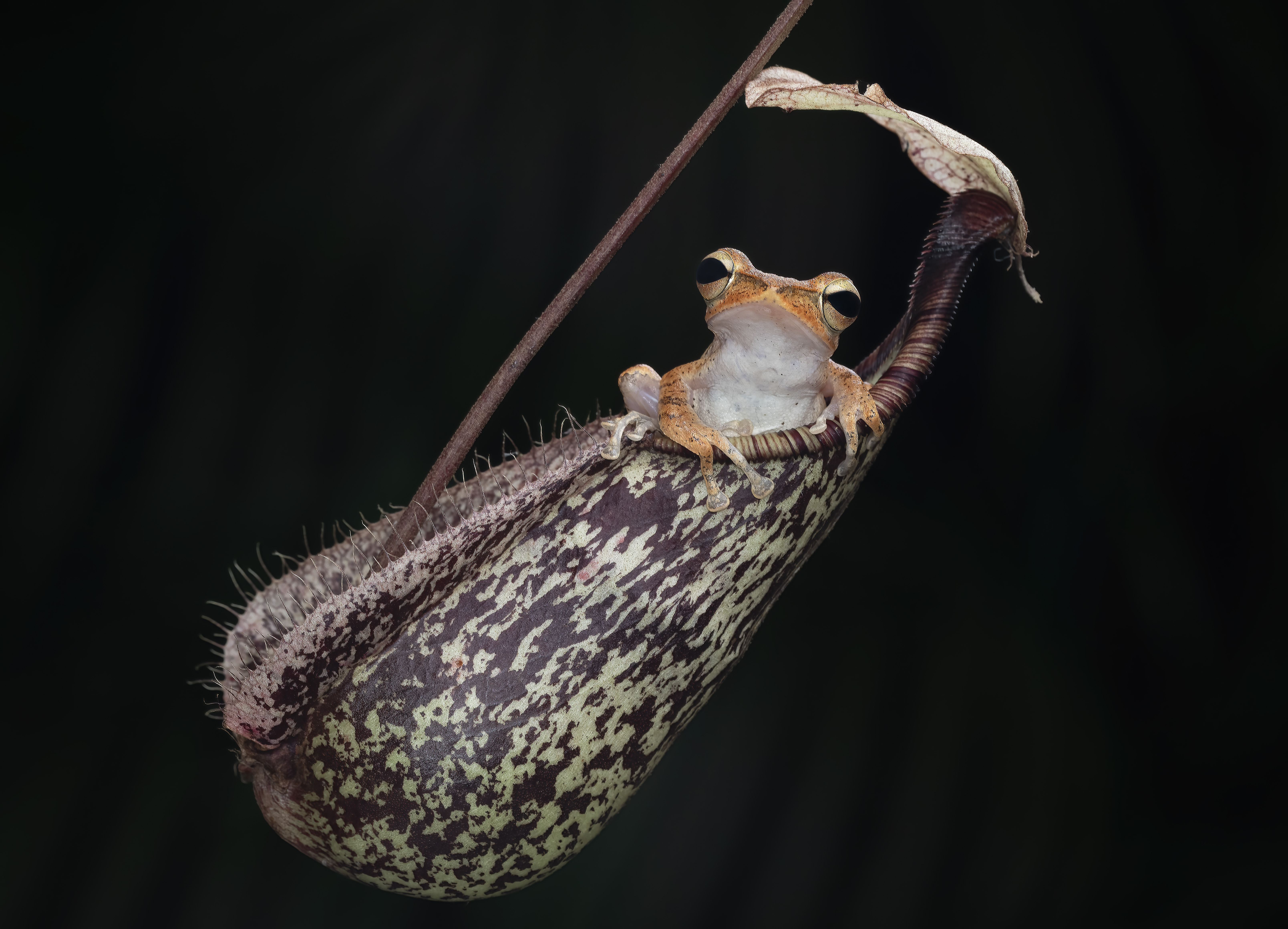 Opulent architecture, a frosty scene and adorable wildlife | World Photography Organisation